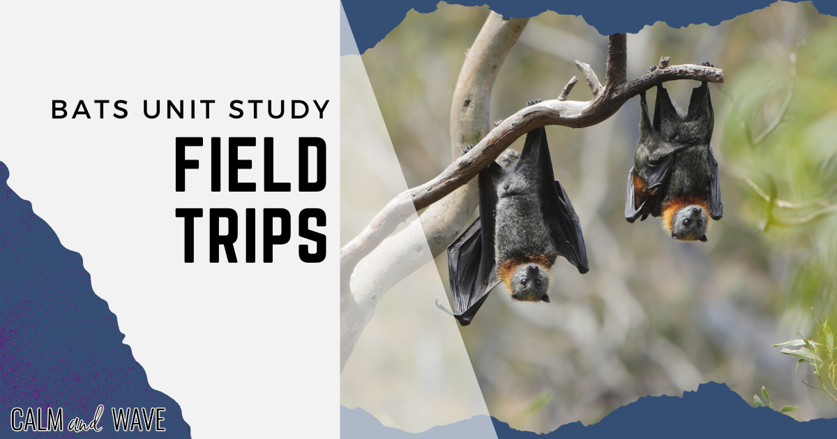 Homeschool Bats Unit Study Ideas, Videos, Links, Activities, and More ...
